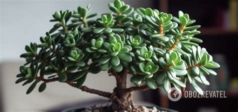 Найкраще місце для грошового дерева де краще поставити грошове дерево що любить грошове дерево