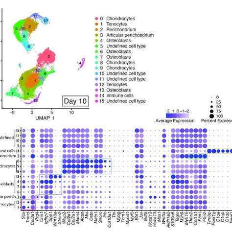 Scrnaseq Analysis Of Day 7 In Vitro Cultures Identifies Multiple Early