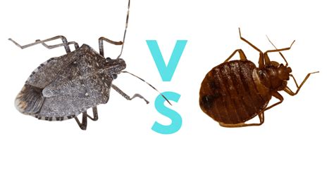 Stink Bug Vs Bed Bug What Are The Differences Doctor Sniffs