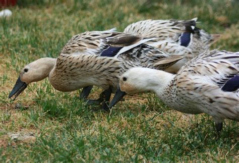 Welsh Harlequin Ducks Backyard Chickens
