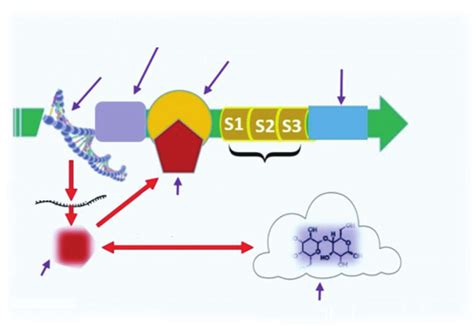 Functional Diagram Of The Lactose Lac Operon Of E Coli In Microbial