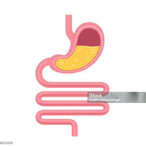 인간의 위장 해부학 위장관 및 소화 시스템 위에 대한 스톡 벡터 아트 및 기타 이미지 위 복부 3차원 형태 Istock