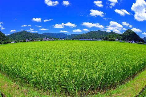 夏雲の下の稲穂 by Go Teddy ID8897366 写真共有サイト PHOTOHITO