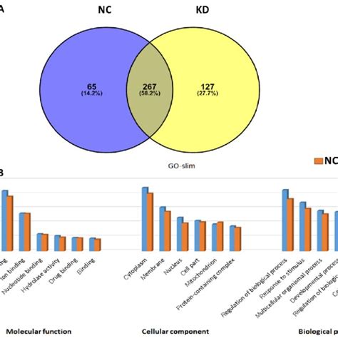Overall Proteome And GO Slim Between KD And NC Groups A Venn Diagram