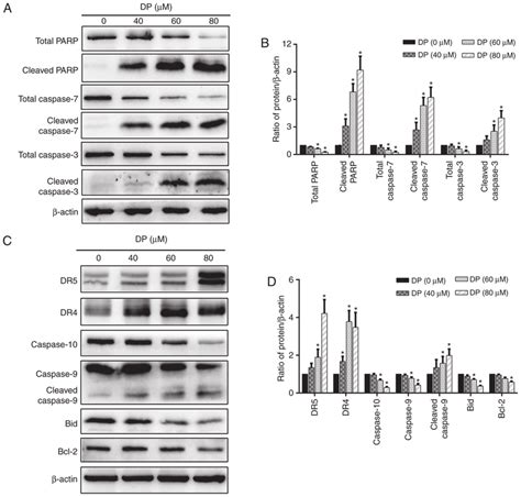 Dp Induces Extrinsic And Intrinsic Apoptosis In Eca109 Cells Eca109