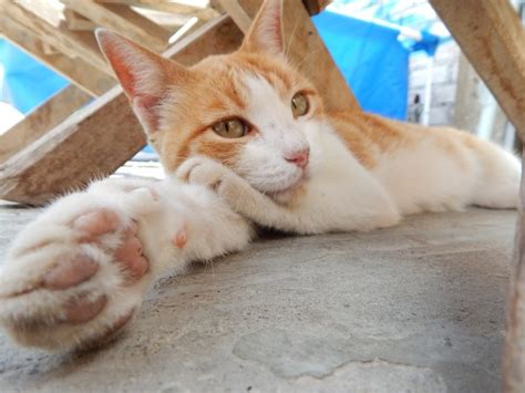 Cuanto Dura El Celo De Una Gata Descubre CUANTO TIEMPO