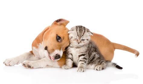 43 259 Photos De Chiot Et Chaton Photos De Stock Gratuites Et Libres De Droits De Dreamstime