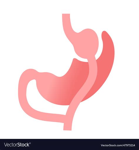 Gastric Bypass Surgery Royalty Free Vector Image