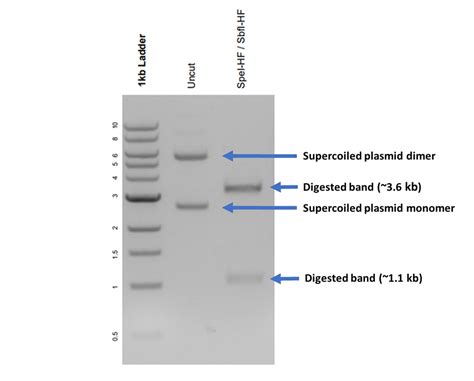 Plasmids 101 Dimers And Multimers