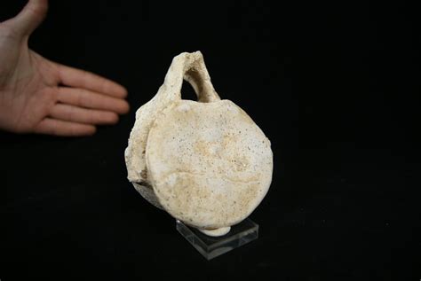 Marine Reptile Fossil Vertebra Bone Plesiosaurus 12 Cm 11 Cm