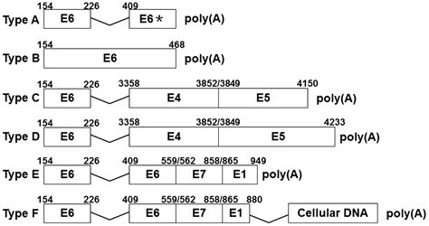 E Associated Transcription Patterns In Human Papilloma Virus Positive Cervical Tissues