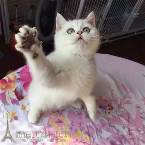 出售赛级宠物猫咪活体加菲猫英短蓝猫小猫礼物家猫迷你宠物异宠g 虎窝淘