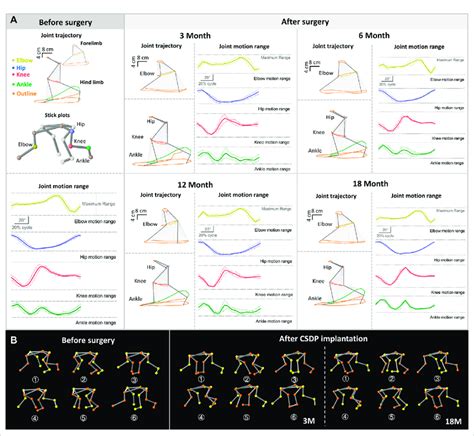 Kinematic Analysis Of Limbs And Joint Trajectory Situation In Non Human