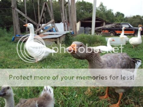 Embden Goose How To Tell Sex Backyard Chickens Learn How To Raise