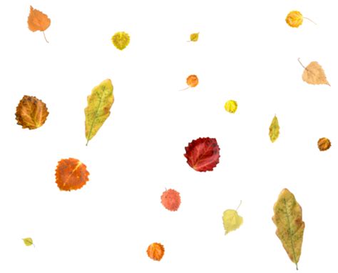 Leaves Falling PNGs For Free Download