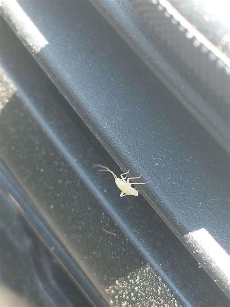 Bug R Whatsthisbug