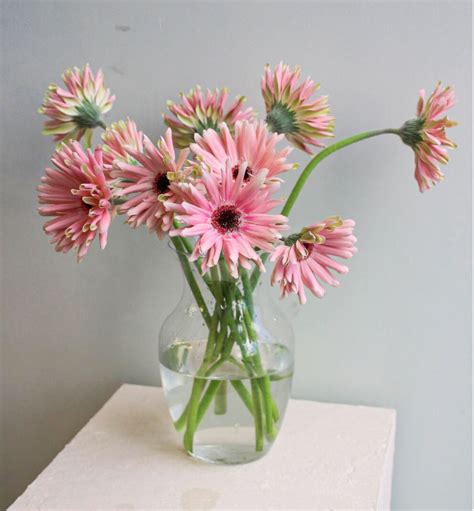 친환경 거베라 꽃배송과 꽃말알아보기 네이버 블로그