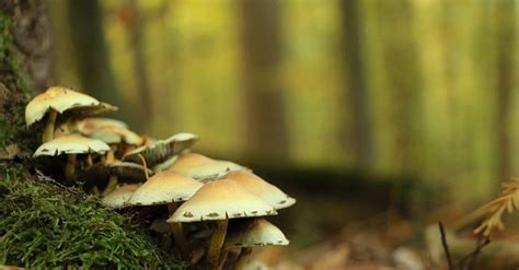 Wald Pflanzen Pilze Kostenloses Foto Auf Pixabay Pixabay