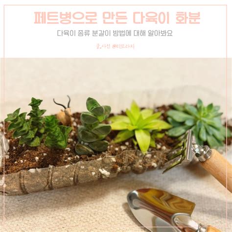 페트병으로 다육이 화분 만들기 분갈이 종류 물 주기 네이버 블로그