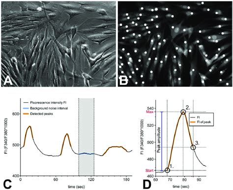 Data Analysis With Automated Fluorescence Analysis A Phase Contrast