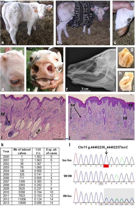Identification Of A De Novo Mutation Causing Recessive Anhidrotic Download Scientific Diagram