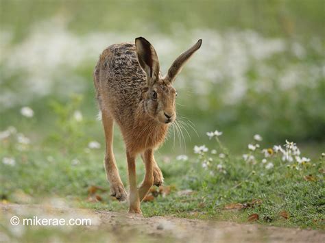 Brown Hare Running Forward On Front Foot August Morning Suffolk Lepus
