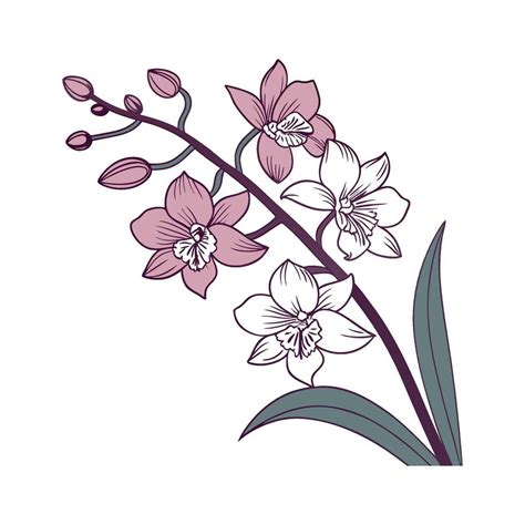 Beautiful Oncidium Orchid Illustration 57606732 Vector Art At Vecteezy