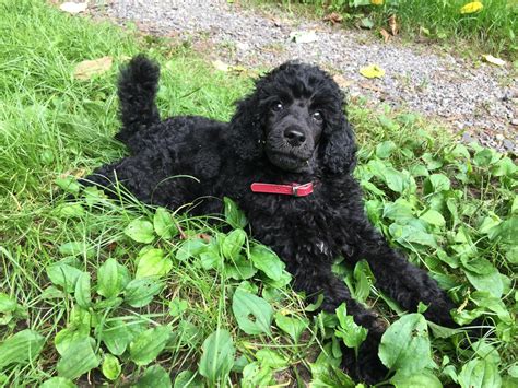 My New Girl Rpoodles