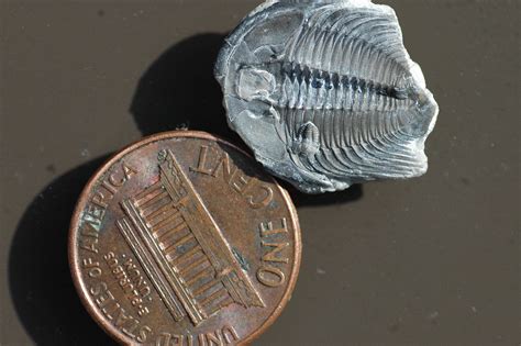 Biggest Trilobite Smallest Trilobite Member Collections The