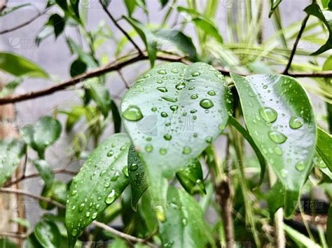 室内植物