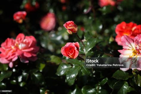 녹색 단풍 클로즈업의 배경에 분홍색 장미의 부시 발렌타인 데이 인사말 카드입니다 정원에서 피는 향기로운 장미 사랑의 선언 라이브 월 개화기에 대한 스톡 사진 및 기타 이미지