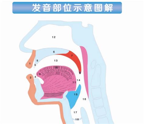 口腔发音部位示意图 图库 五毛网