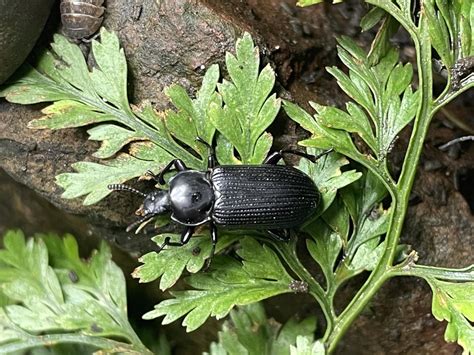 Is This A Mealworm Beetle Has Been In My Terrarium For The Last Few