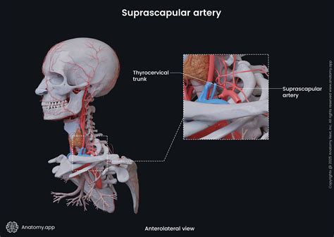 Suprascapular Artery Anatomy App
