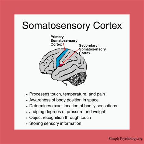 Somatosensory Cortex Function And Location