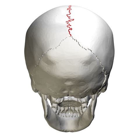 Sagital Suture Between Right And Left Parietal Bones Where These 2 Bones Meet Each Other