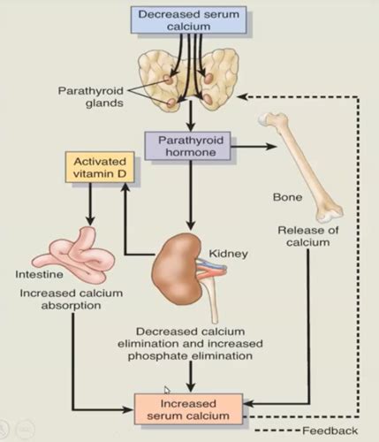 Musculoskeletal System Flashcards Quizlet