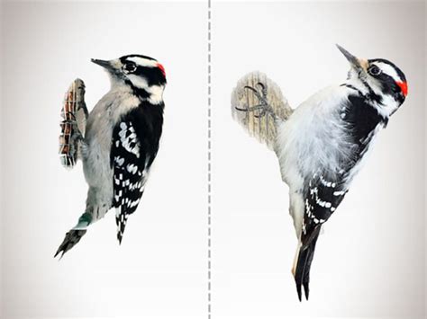 What Is The Difference Between A Beak And A Bill All About Birds