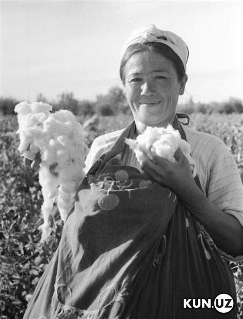 100 лет на хлопковом поле историческая фотоподборка о самоотверженном труде хлопкоробов