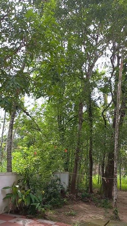 തറവാട് Youtube