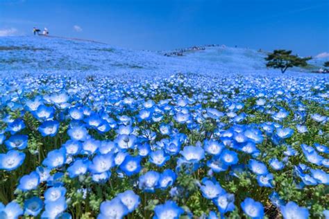 一面に広がる青の絶景♡sns映えするネモフィラおすすめスポット10選 Tripa トリパ ｜旅のプロがお届けする旅行に役立つ情報