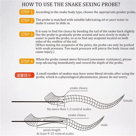 Nf Snake Probe Kit Professional 5 Pieces Snake Sexing Probes Stainless Steel Reptile Gender Nf Snake Probe Kit Professional 5 Pieces Snake Sexing Probes Stainless Steel Reptile Gender