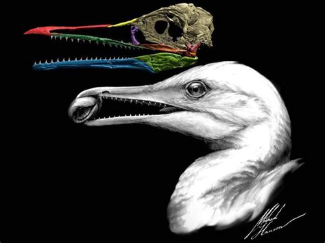 3 D Scans Of Fossil Beaks Show How Modern Birds Came To Be Fossils