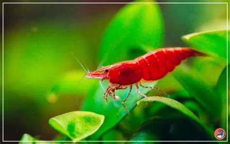 25 Endler Guppy Tank Mates With Pictures Aquariumnexus