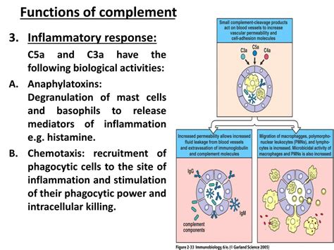 Ppt Complement System Powerpoint Presentation Free Download Id1975728