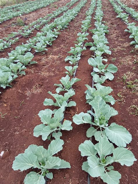 Profitable Cabbage Farming In Kenya Grekkon Limited