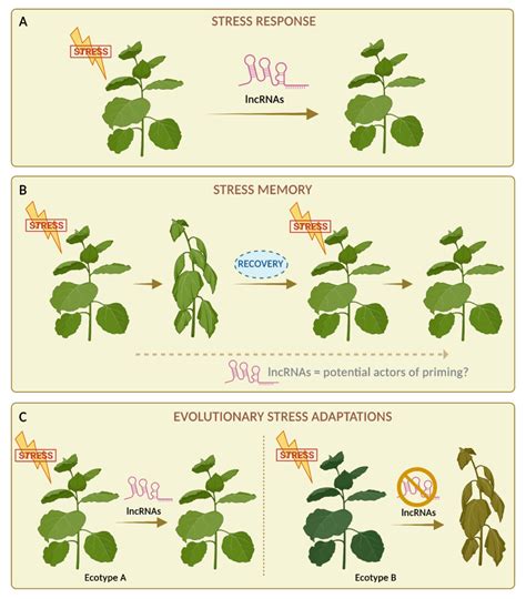 A Review On Plant Long Non Coding Rnas During Adaptation Ametys Web