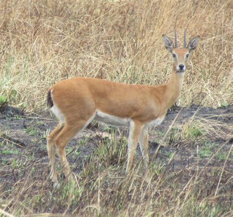 Oribis Ourebia Know Your Mammals