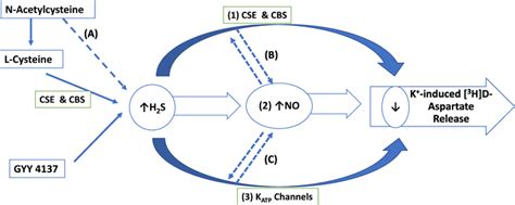Schematic Representation Of Putative Mechanisms By Which Hydrogen