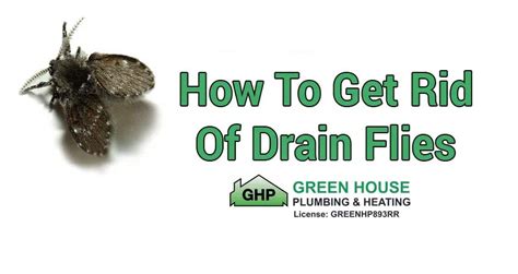 How To Get Rid Of Drain Flies Green House Plumbing